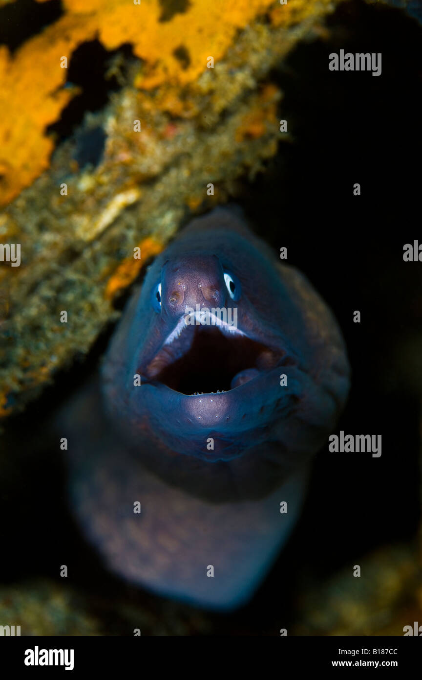 Fauna tropical fauna vertical hi-res stock photography and images - Alamy