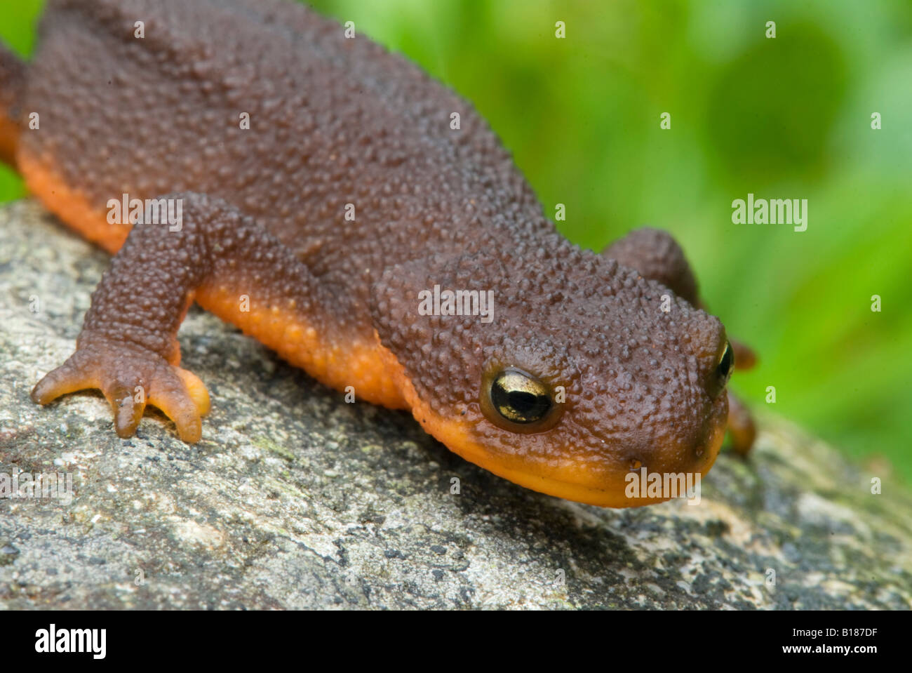 Rough skinned newts hi-res stock photography and images - Alamy