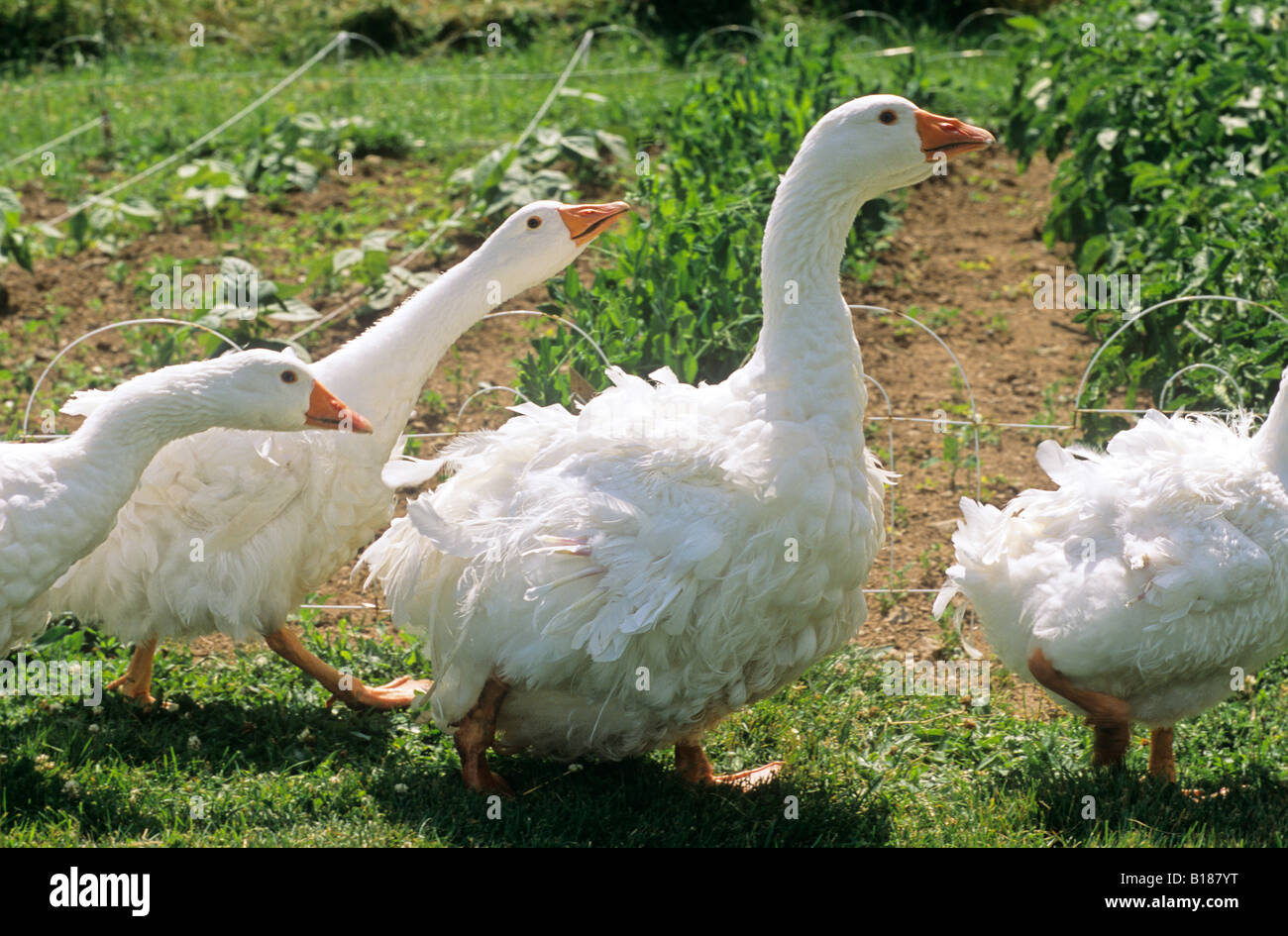 Sebastopol Geese, Agriculture Stock Photo - Alamy