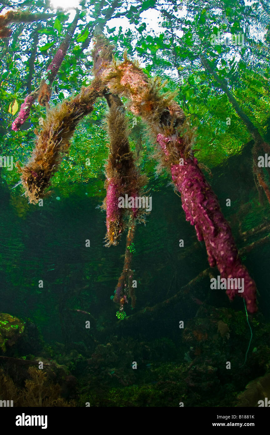 Irian Jaya Forest High Resolution Stock Photography and Images - Alamy