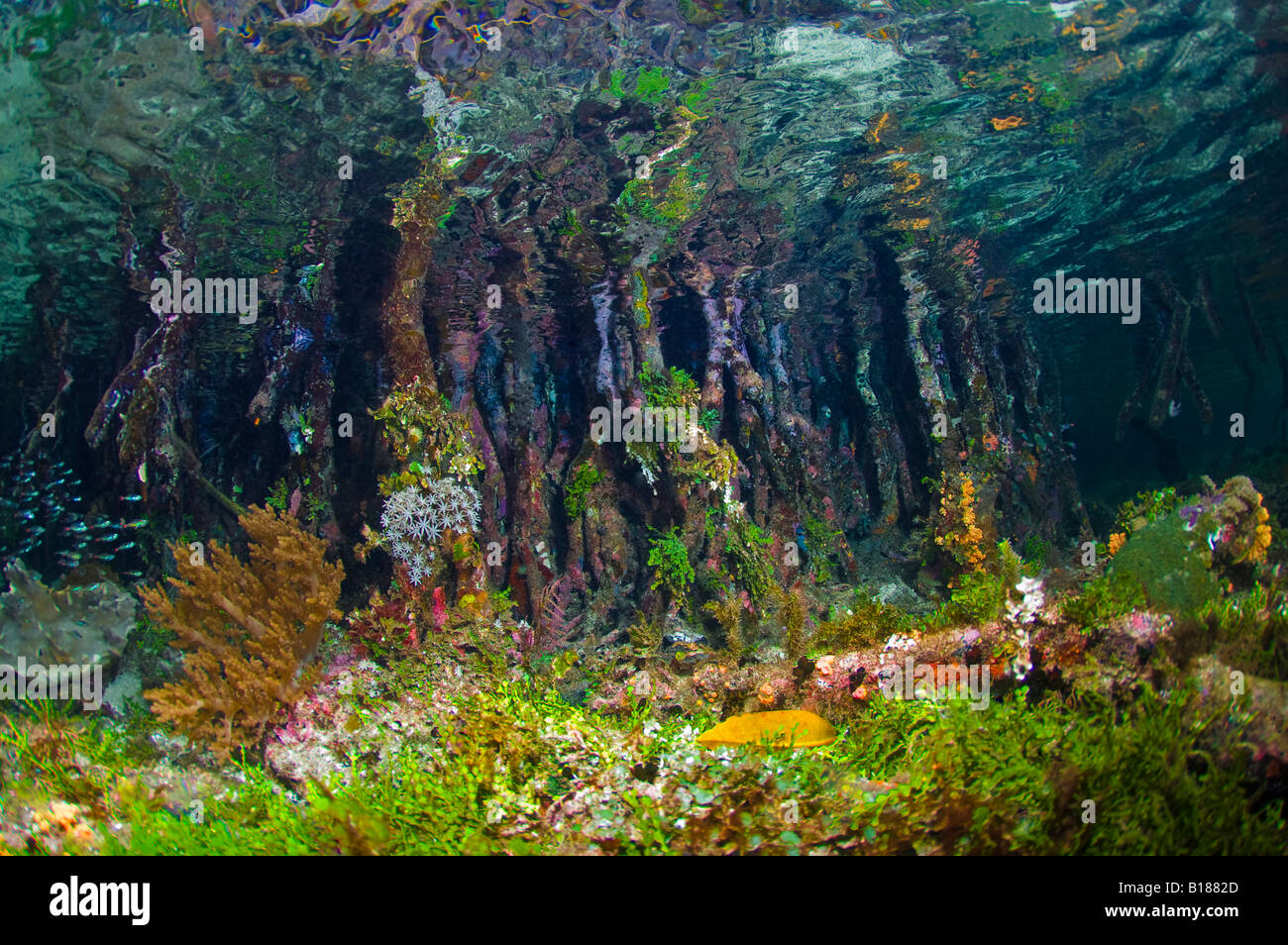 Irian Jaya Forest High Resolution Stock Photography and Images - Alamy
