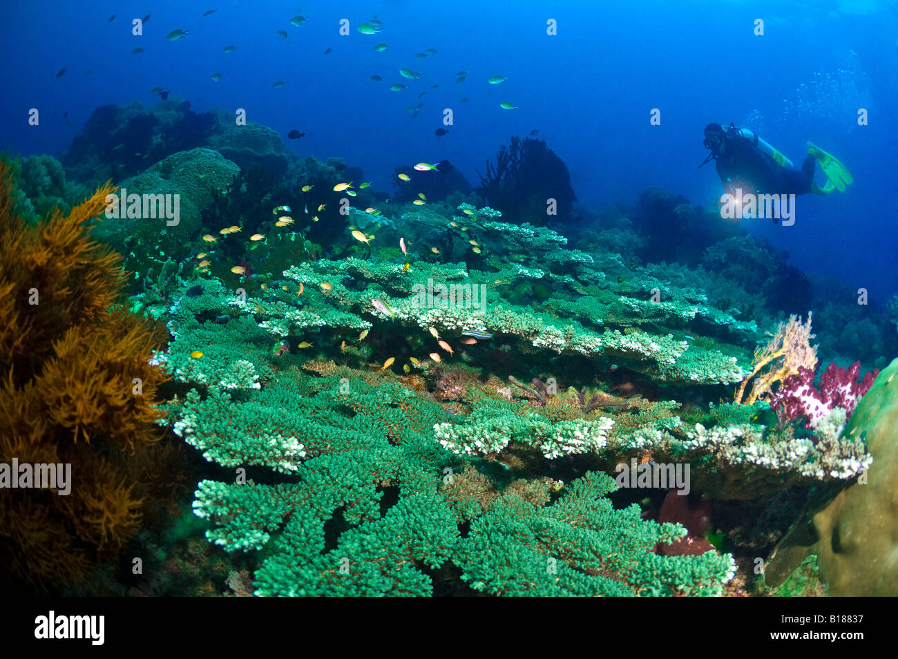 Acropora divaricata hi-res stock photography and images - Alamy
