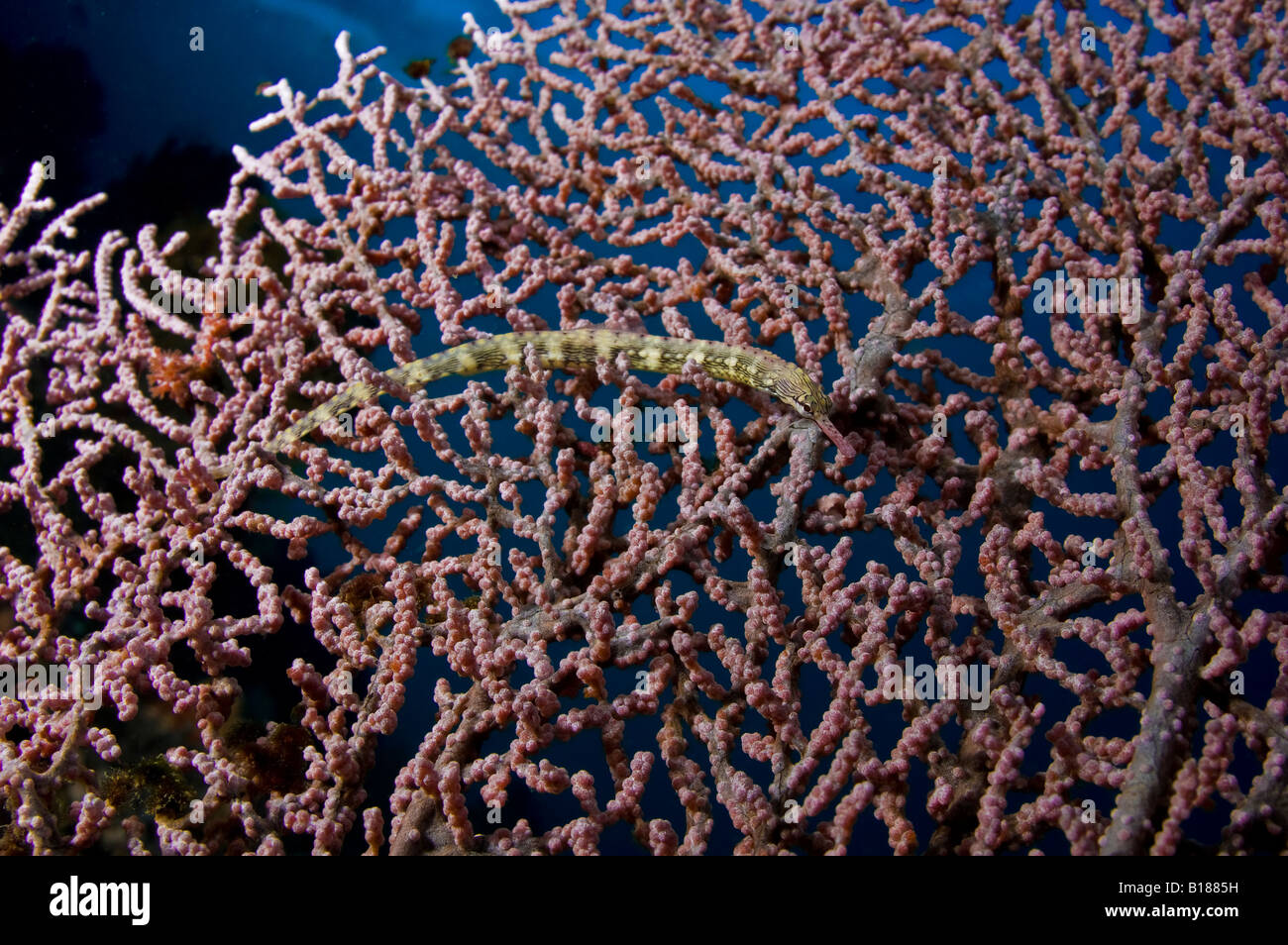Pipefish coral reef fish hi-res stock photography and images - Alamy