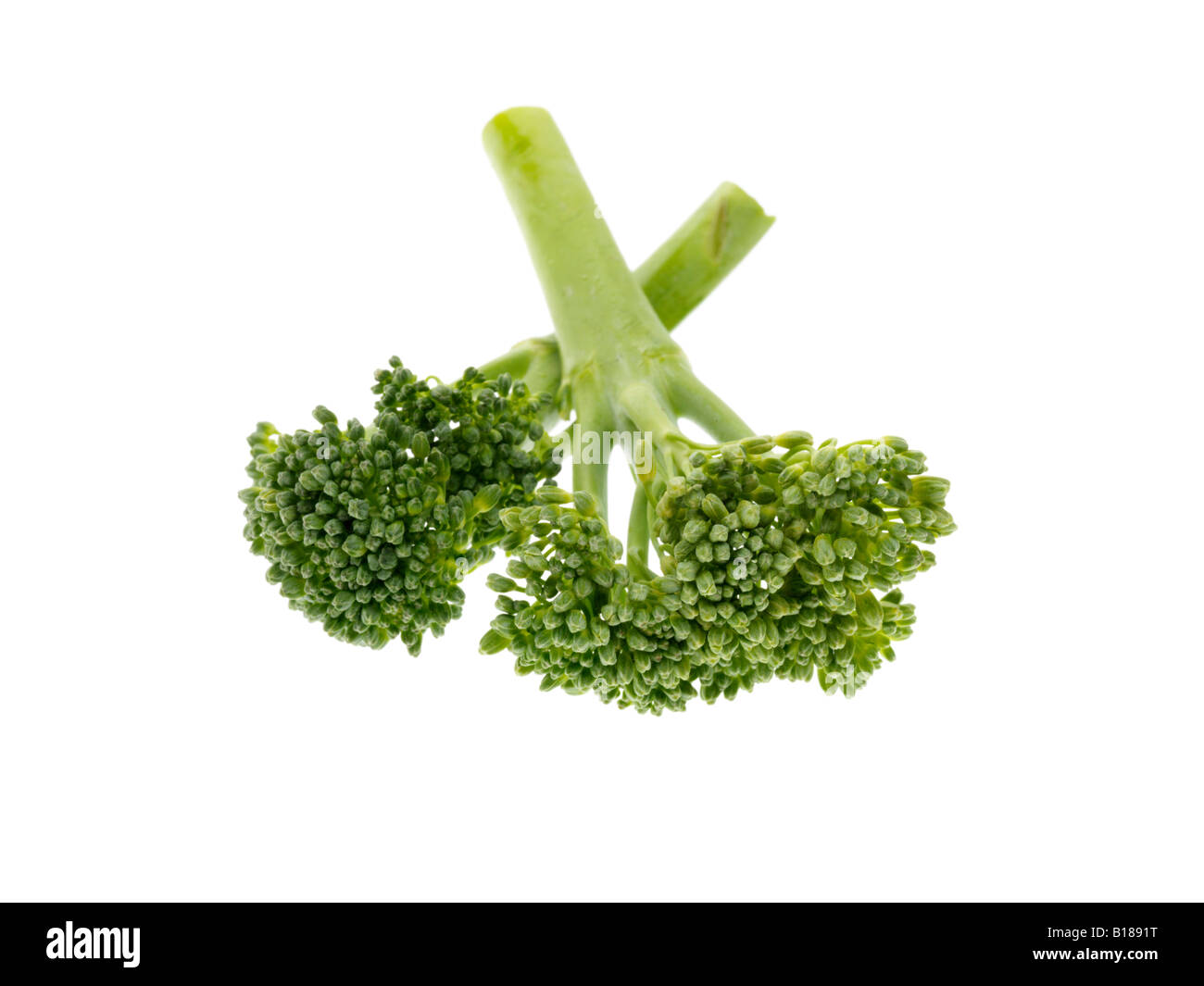 Fresh Healthy Raw Green Tenderstem Broccoli Vegetables Ready To Cook ...