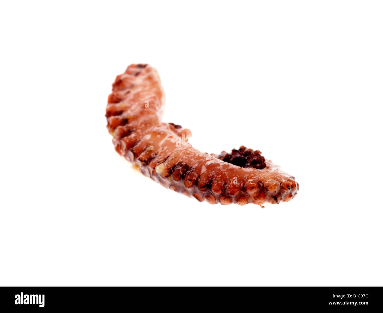 Octopus legs Cut Out Stock Images & Pictures - Alamy