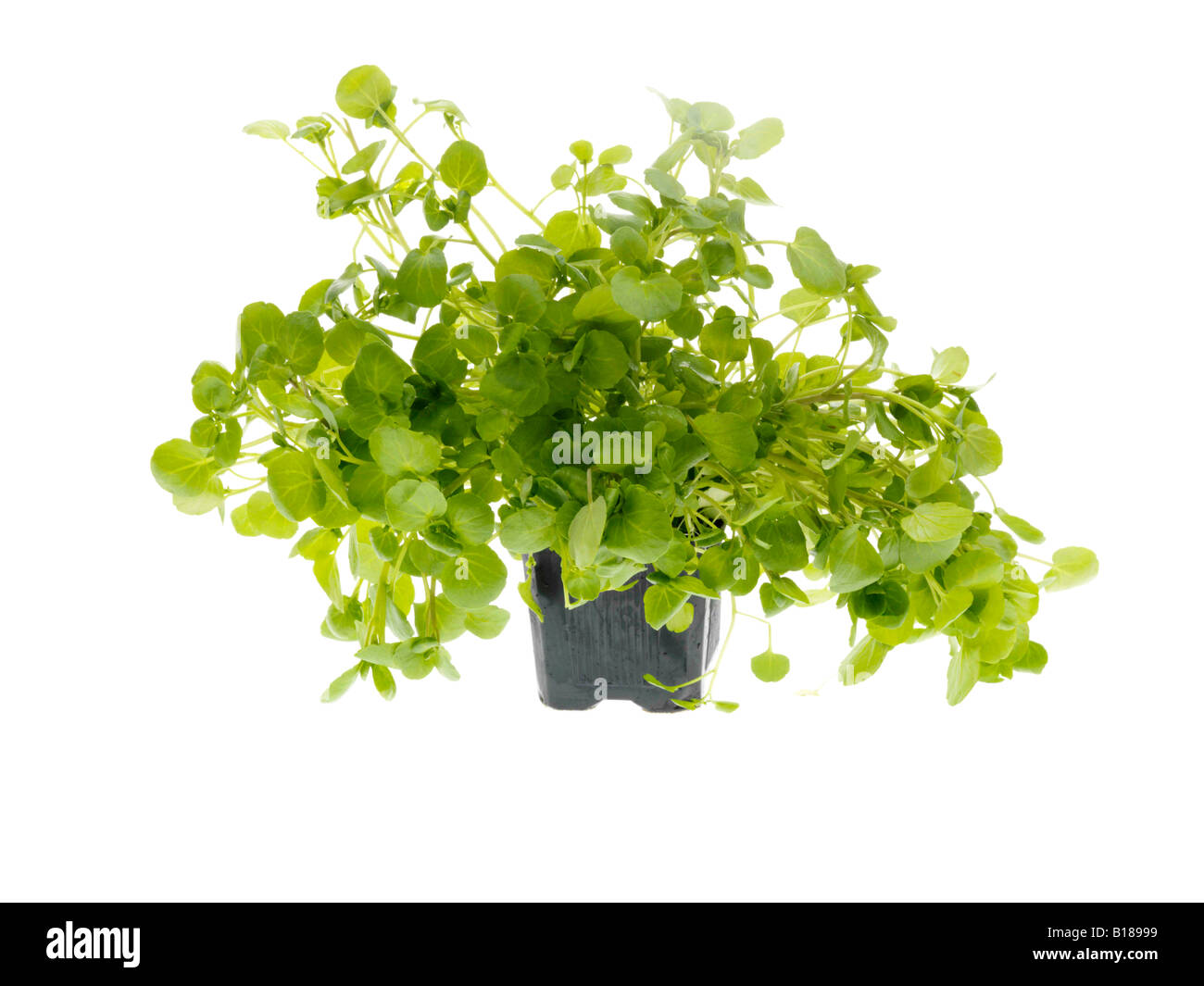 Water pot plants Cut Out Stock Images & Pictures - Alamy