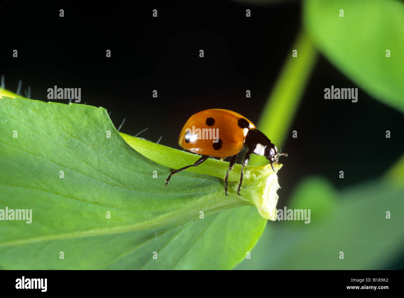 Seven-spotted Ladybug Beetle Stock Photo - Alamy
