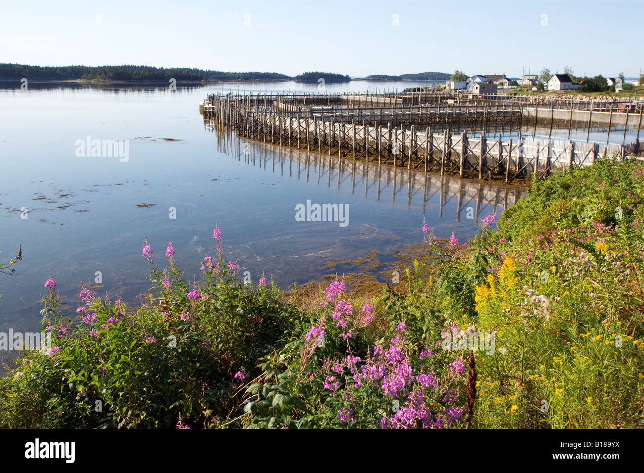 Lobster, holding areas, Back Bay, New Brunswick, Canada, commercial ...