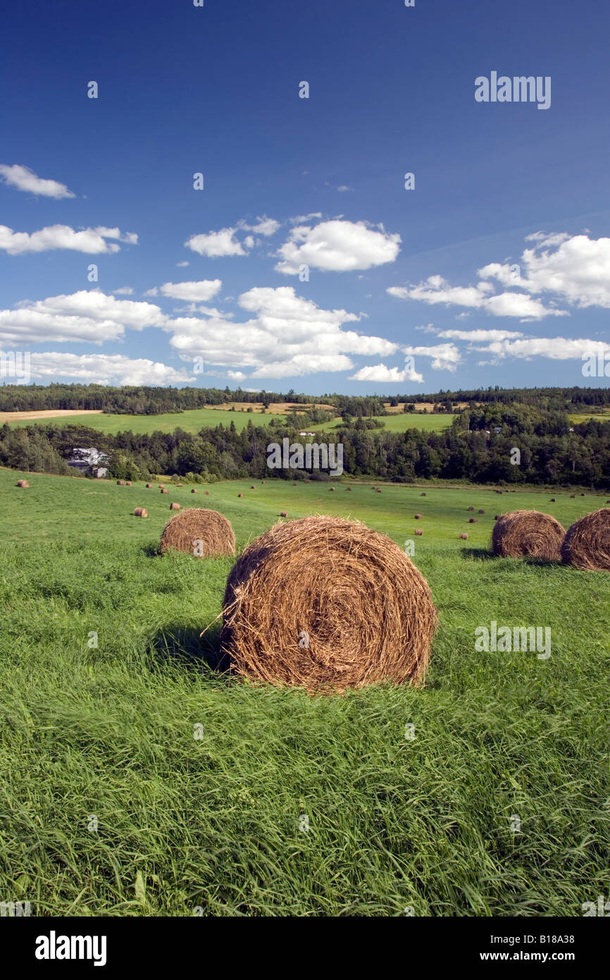 Baled hay, Norton, New Brunswick, Canada, Agriculture Stock Photo - Alamy