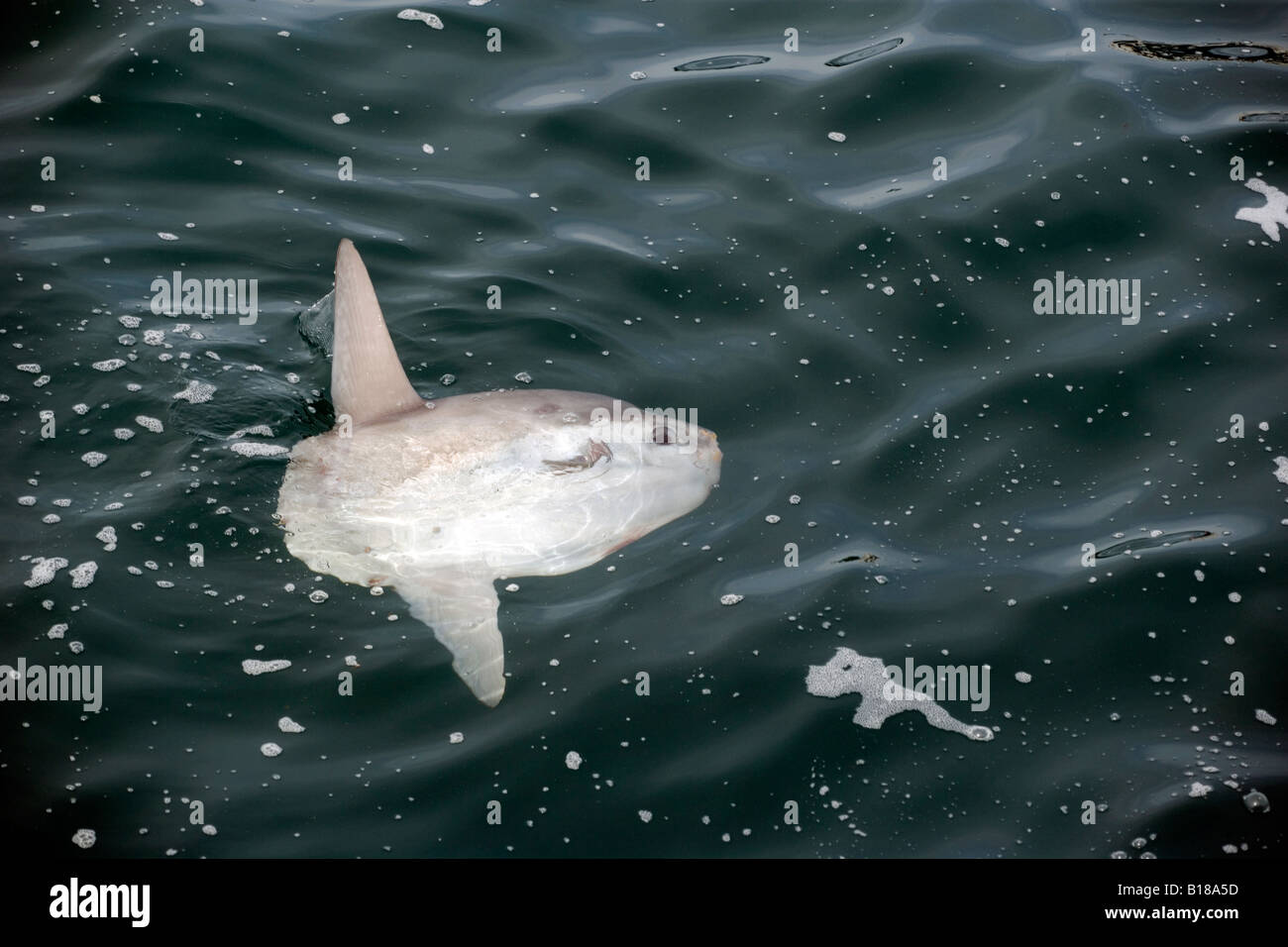 Sunfish, Mola mola, Molidae, Witless Bay Ecological Reserve ...