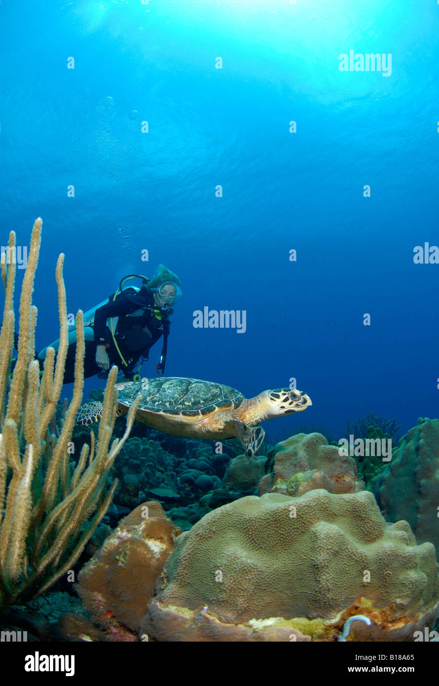 Hawksbill sea turtles caribbean High Resolution Stock Photography and ...