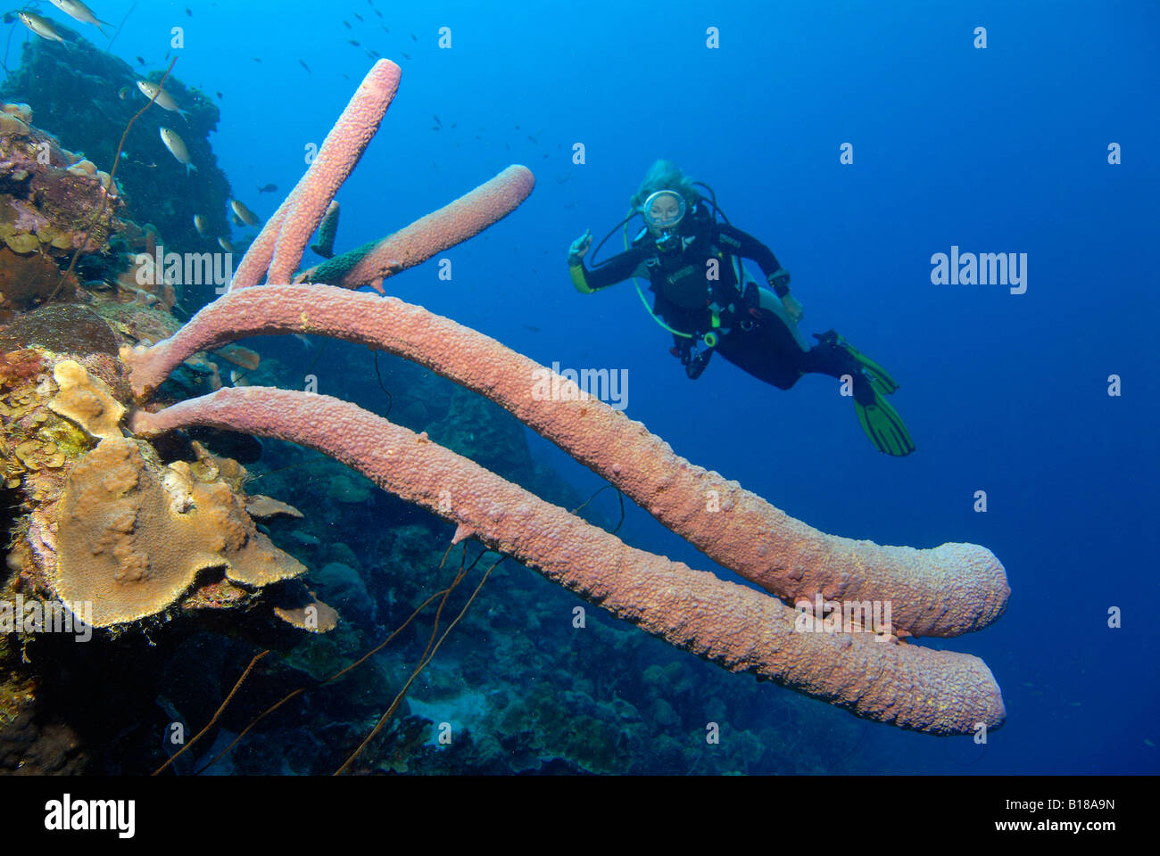 Sponge and Diver Caribbean Sea Netherland Antilles Curacao Stock Photo ...