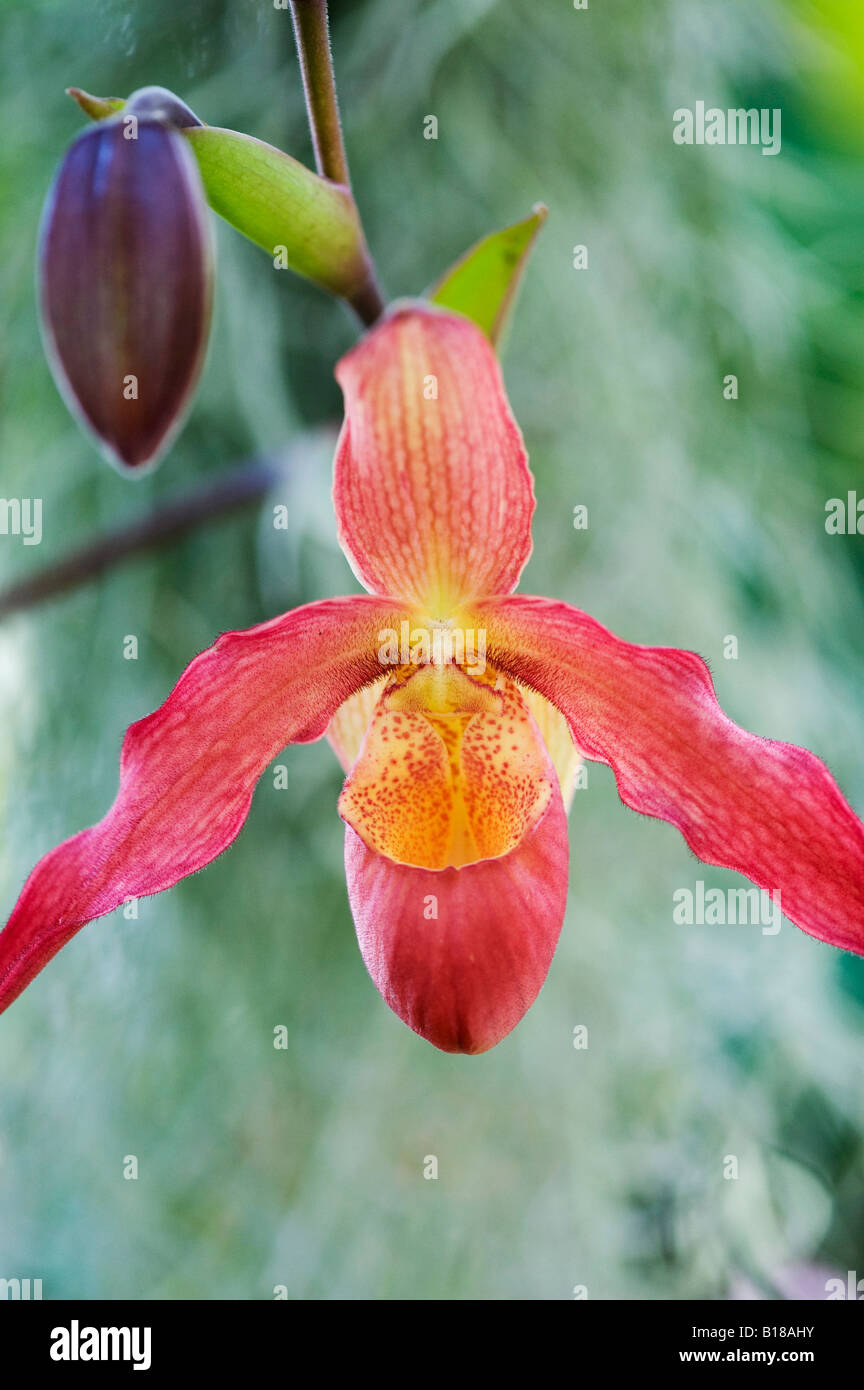 Orchid phragmipedium hi-res stock photography and images - Alamy