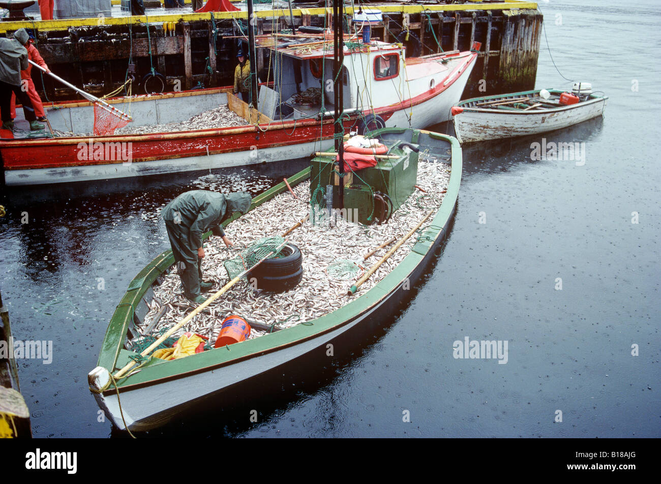 Fishing boat full of capelin hi-res stock photography and images - Alamy