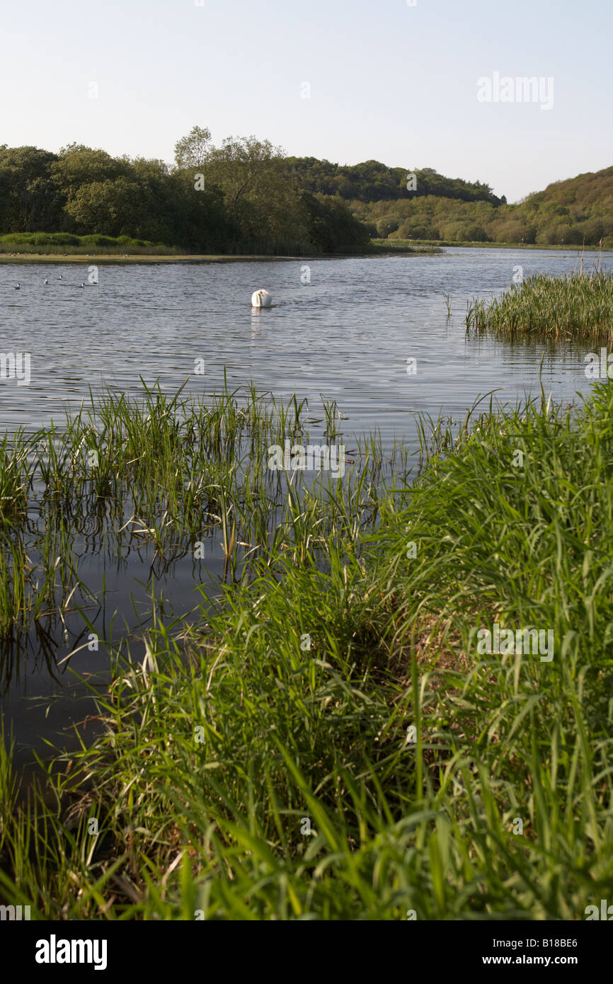 river quoile part of the quoile pondage national nature reserve county ...