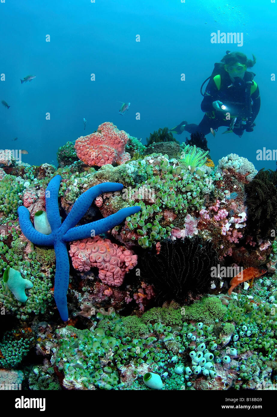 Scuba diver with blue seastar hi-res stock photography and images - Alamy