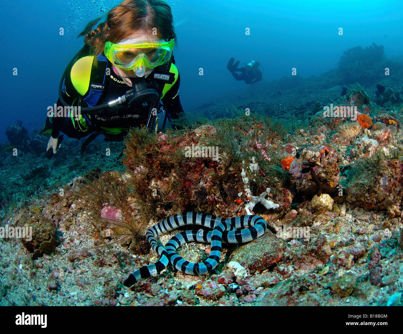 S sea snake hi-res stock photography and images - Alamy