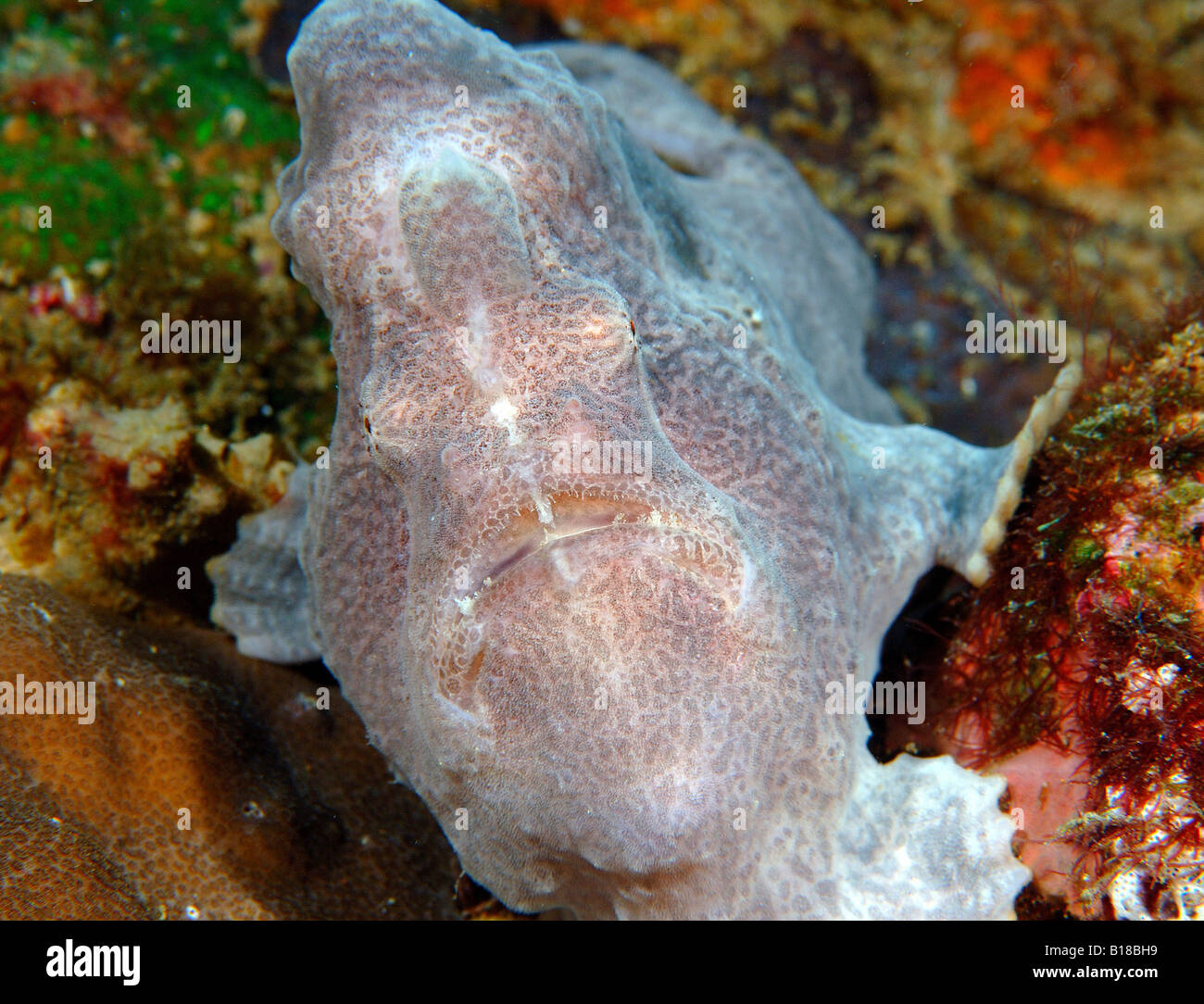 Giant anglerfishes hi-res stock photography and images - Alamy