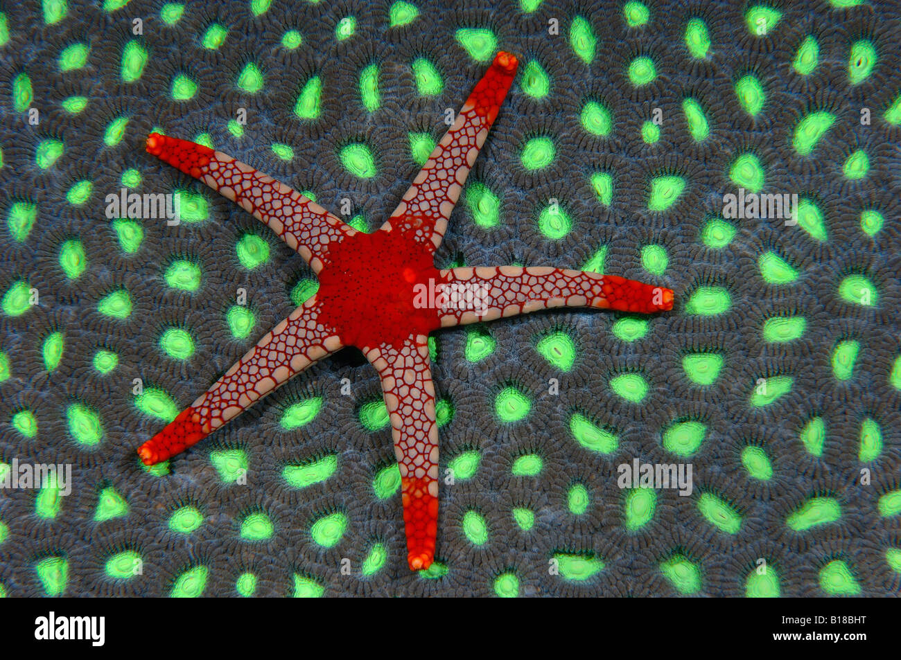 Philippines Underwat High Resolution Stock Photography and Images - Alamy