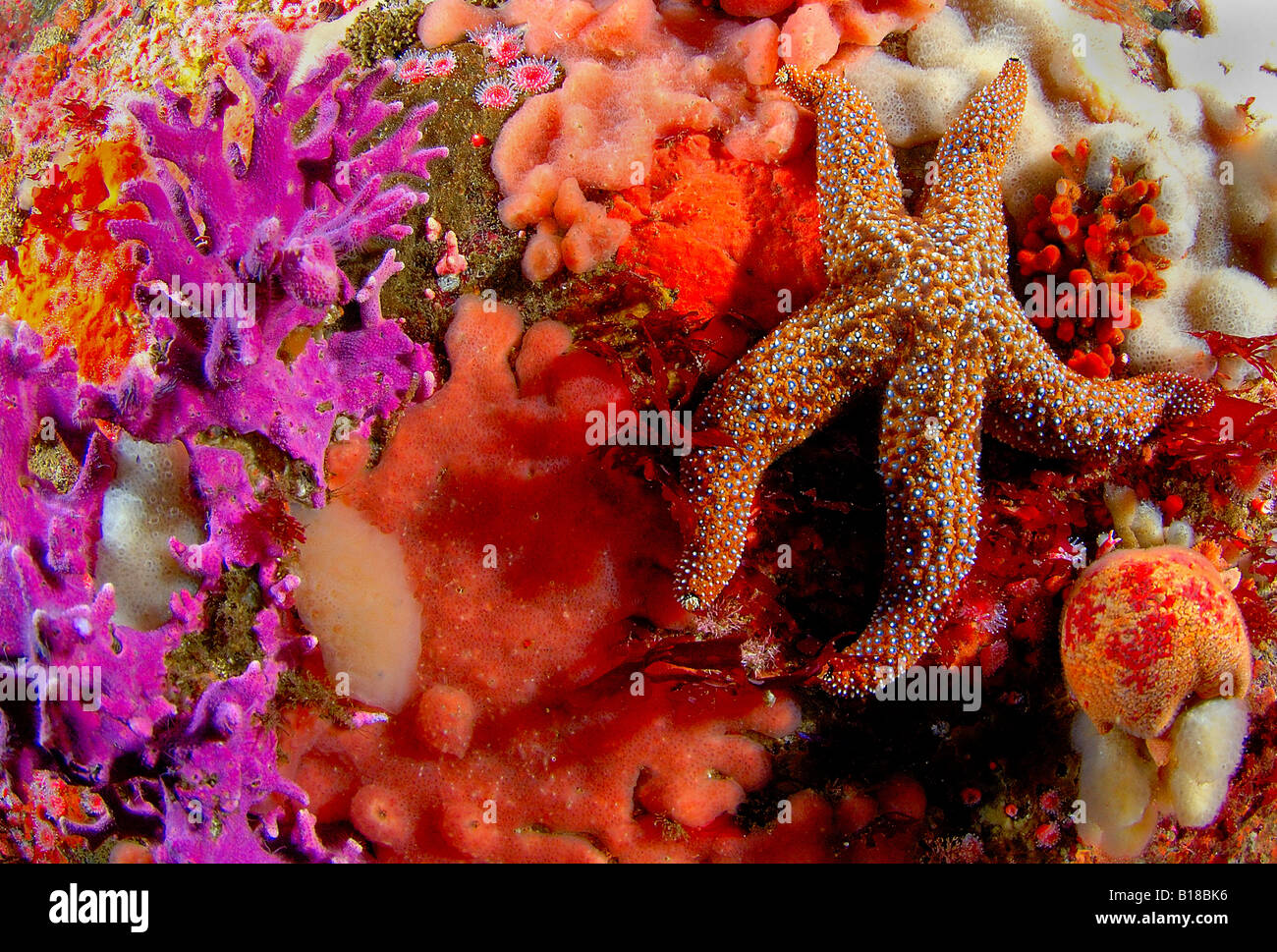 Cold Water Reef Stock Photos & Cold Water Reef Stock Images - Alamy