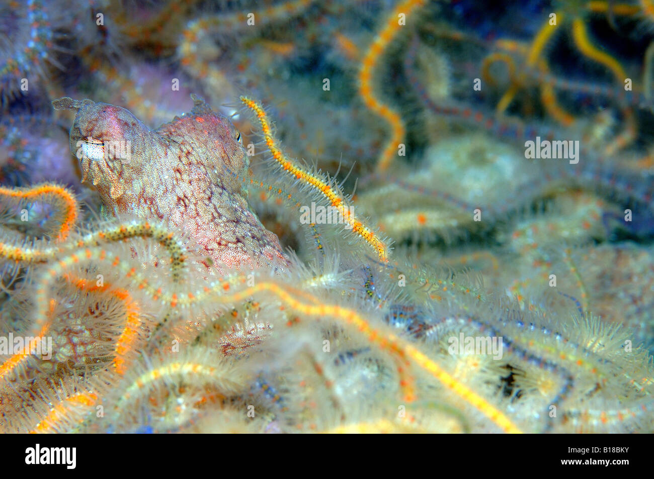 Star sucker octopus hi-res stock photography and images - Alamy