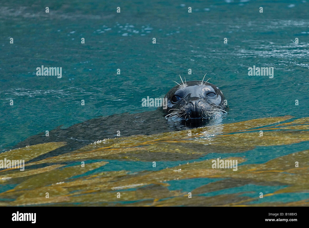 Monterey bay harbor seal hi-res stock photography and images - Alamy