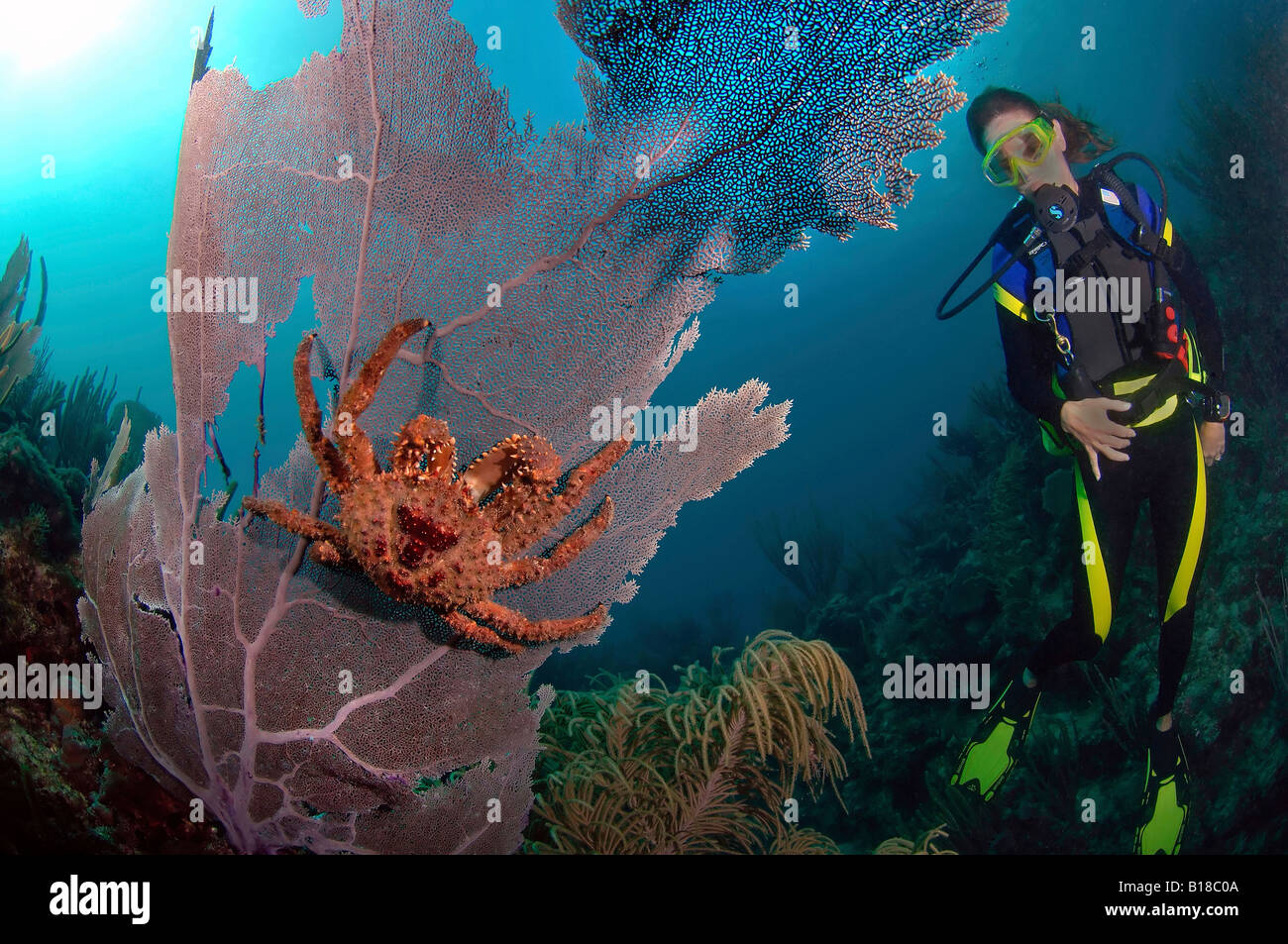 Spider crab coral reef caribbean hi-res stock photography and images ...