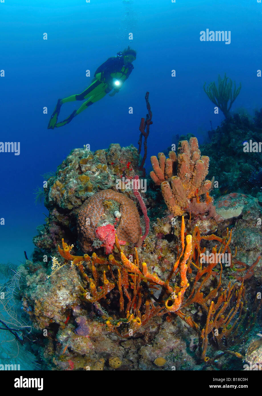 British virgin islands diving hi-res stock photography and images - Alamy