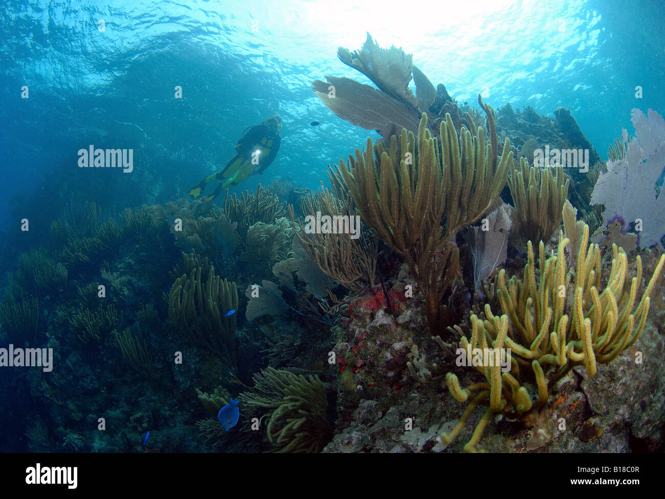 British virgin islands diving hi-res stock photography and images - Alamy