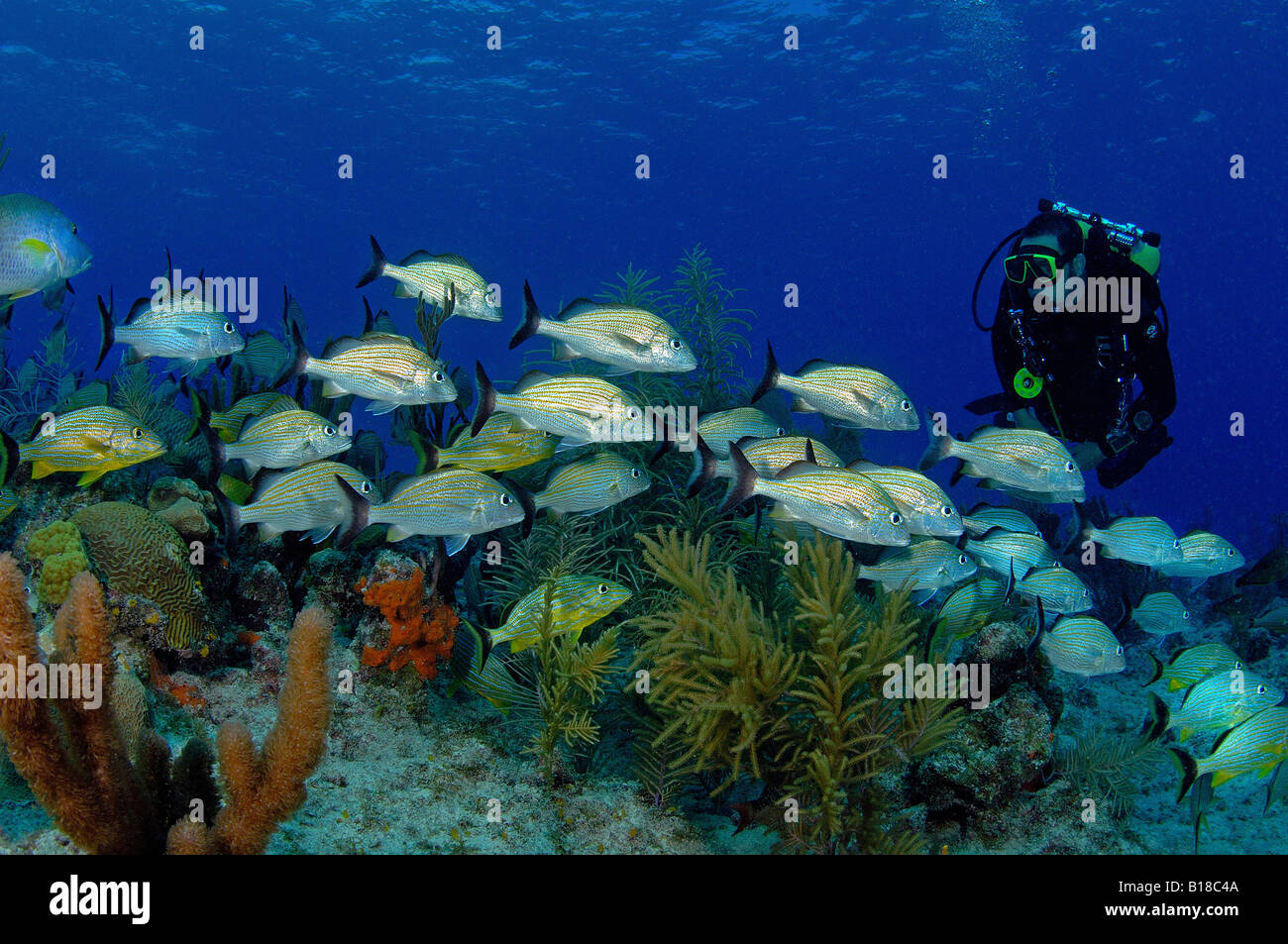 Caesar grunt hi-res stock photography and images - Alamy