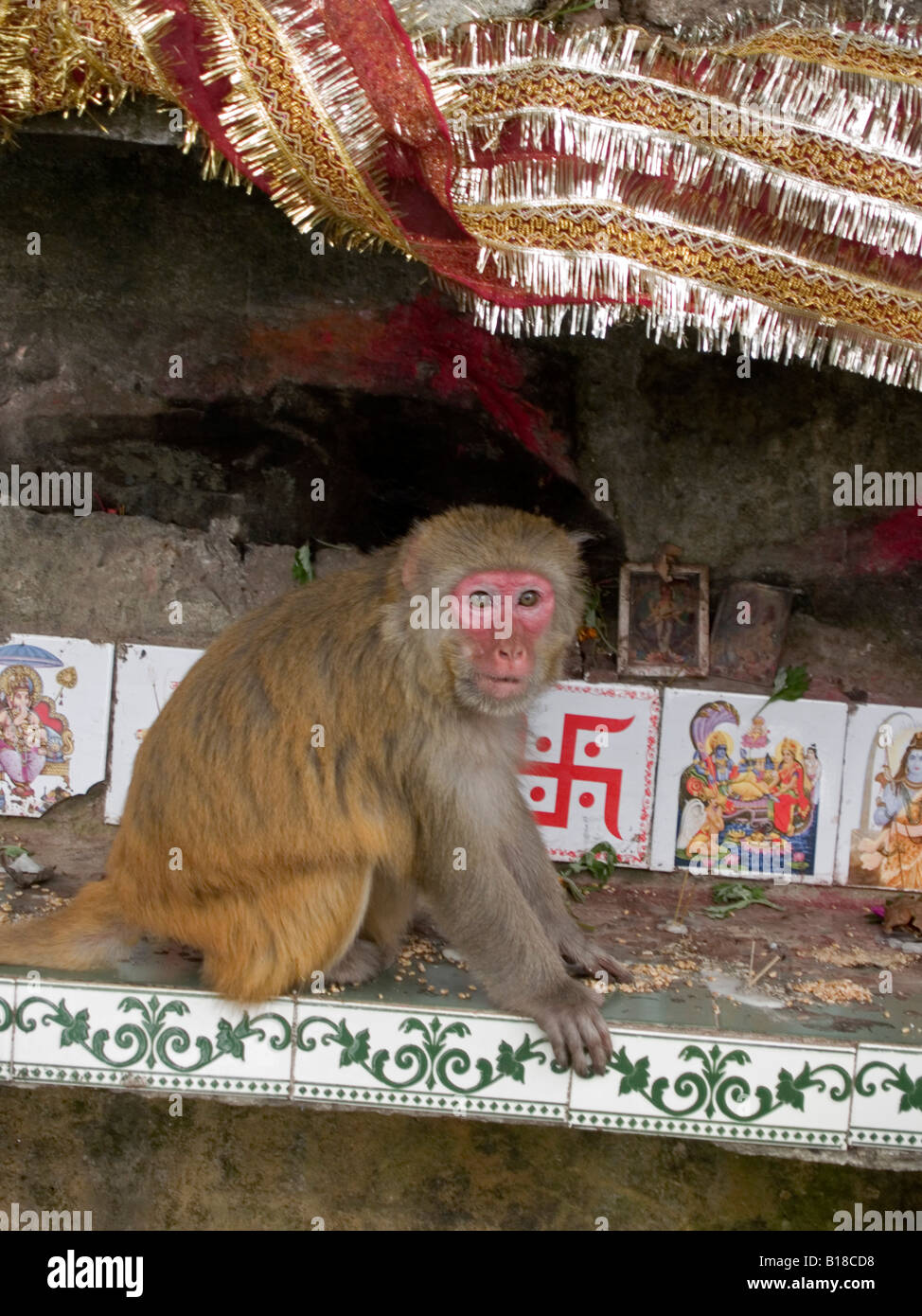 monkey on a Hindu shrine Stock Photo - Alamy