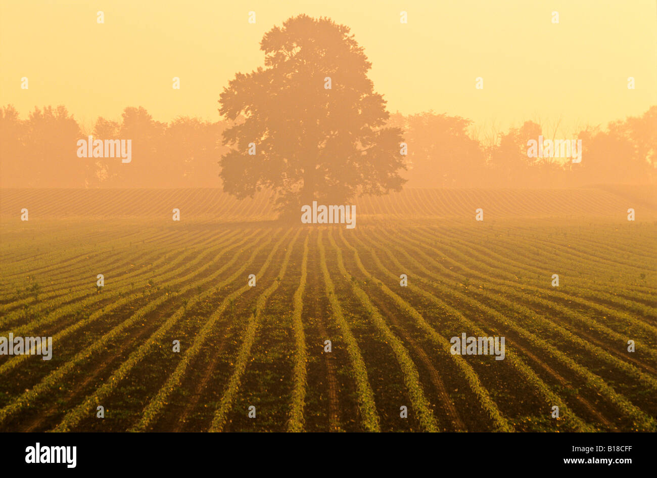 Mist shrouded tree in field hi-res stock photography and images - Alamy