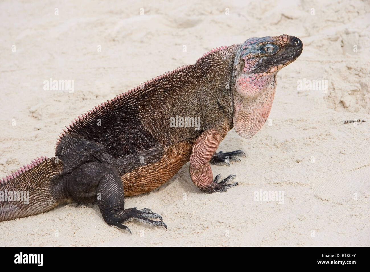 Cyclura cychlura hi-res stock photography and images - Alamy