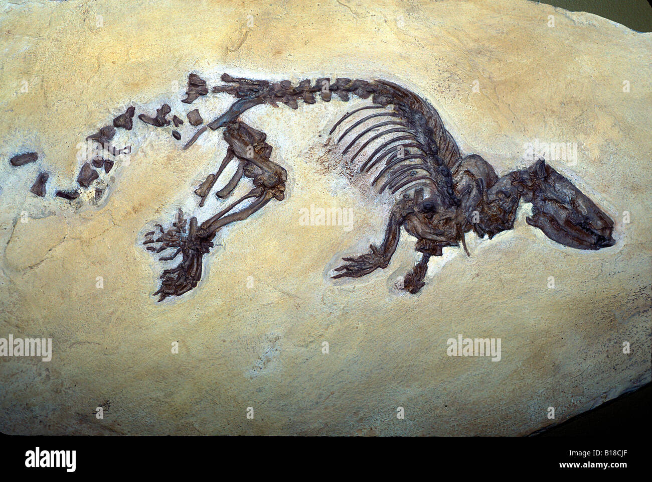 Fossils fossil usa hi-res stock photography and images - Alamy