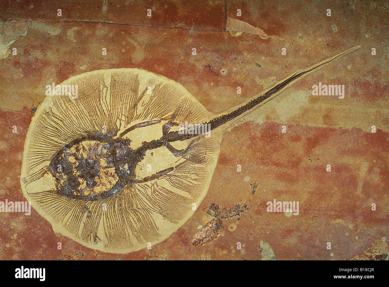 Fish Fishes Fossils High Resolution Stock Photography and Images - Alamy