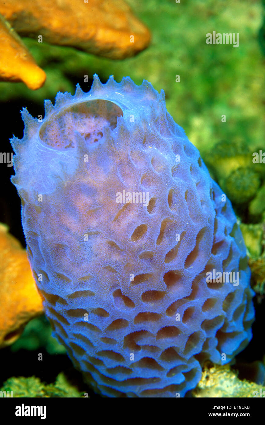 Vase sponge coral callyspongia plicifera hi-res stock photography and ...