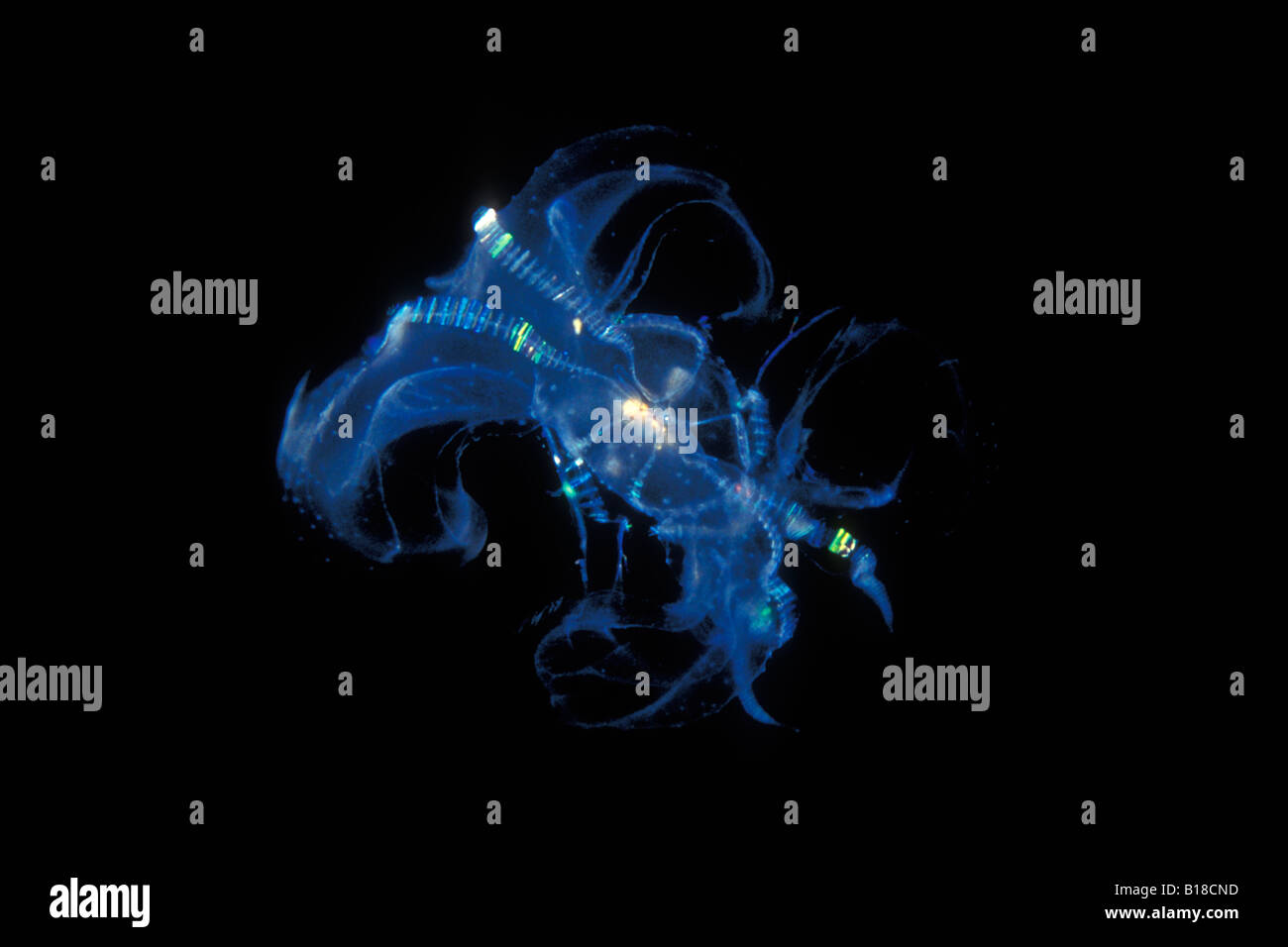 Warty Comb Jelly Mnemiopsis macradyl Stock Photo - Alamy