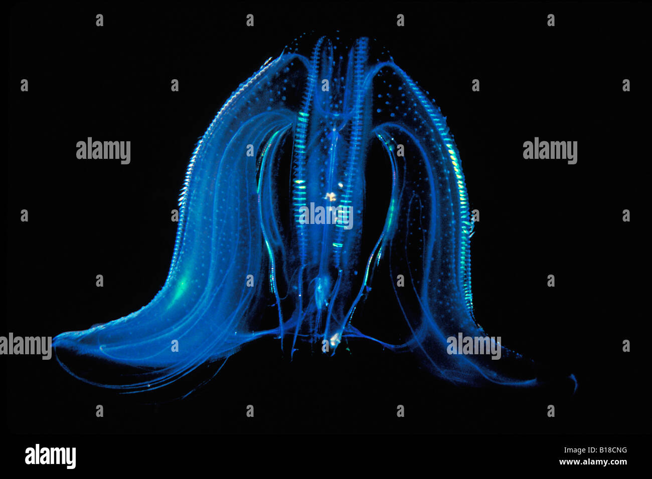 Warty jelly hi-res stock photography and images - Alamy