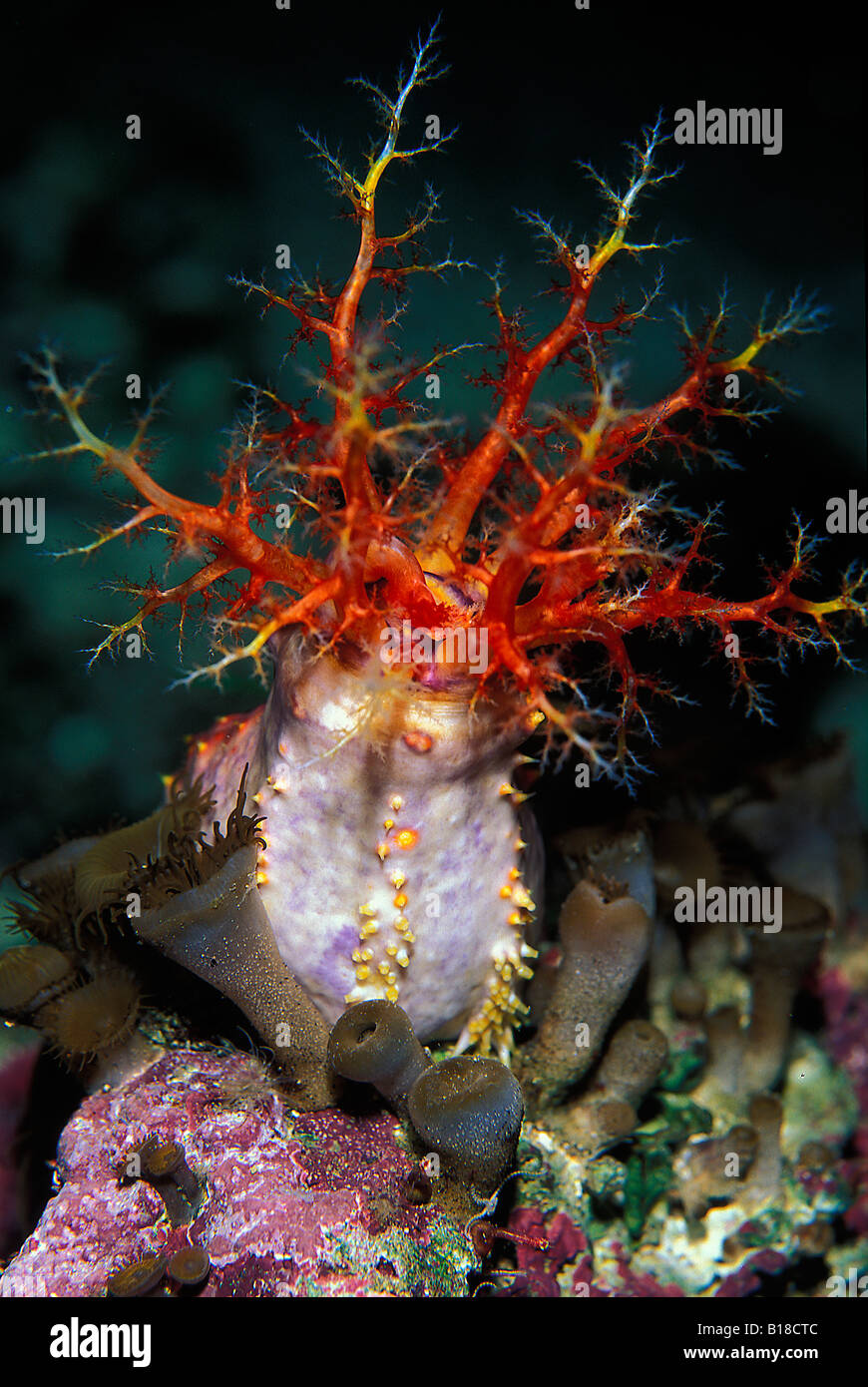 Phylum Echinodermata Cucumaria