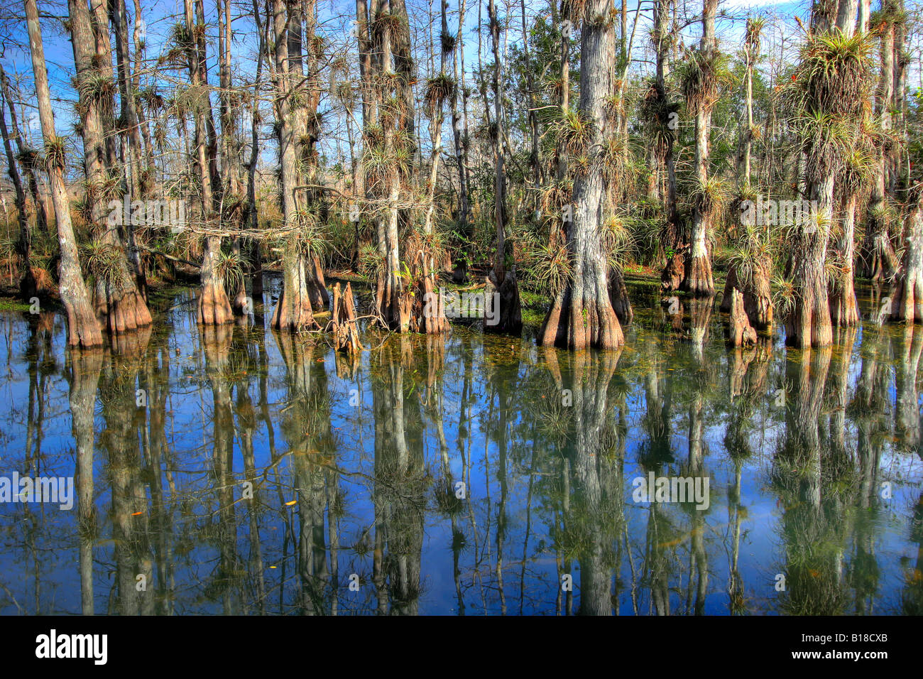 Bald Cypress Forest Big Cypress High Resolution Stock Photography and ...