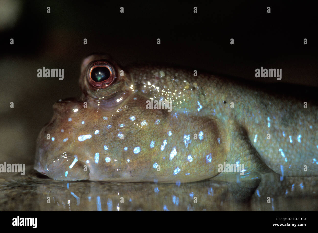 Mudskippers fish hi-res stock photography and images - Alamy