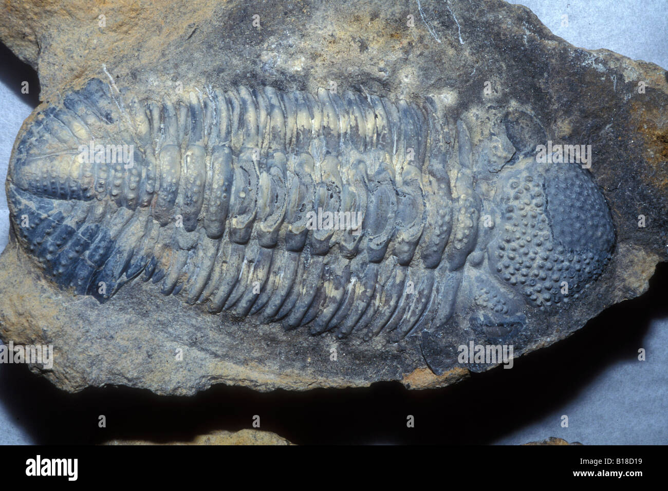 Devonian animals hi-res stock photography and images - Alamy