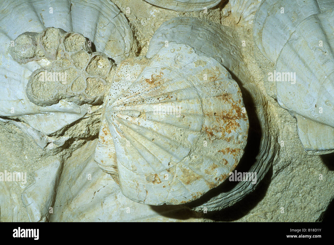 Fossil Shell High Resolution Stock Photography and Images - Alamy