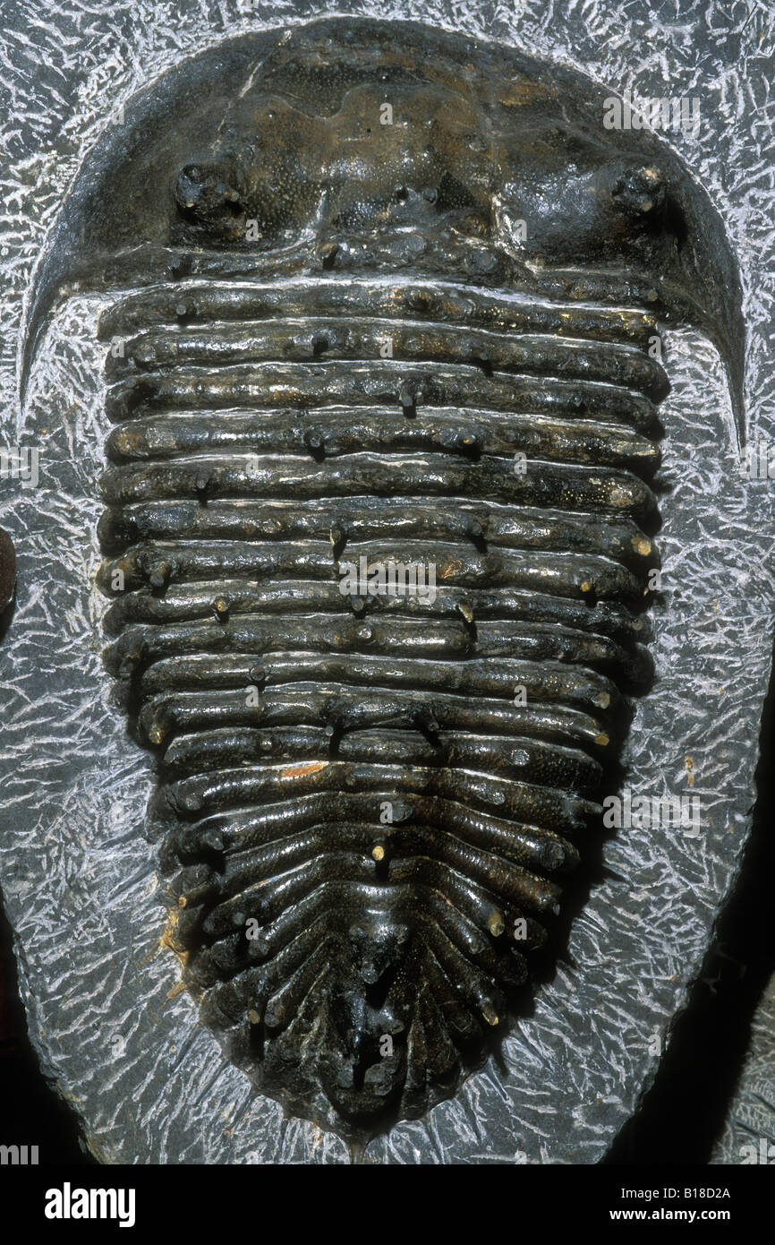 Paleogene mammals hi-res stock photography and images - Alamy