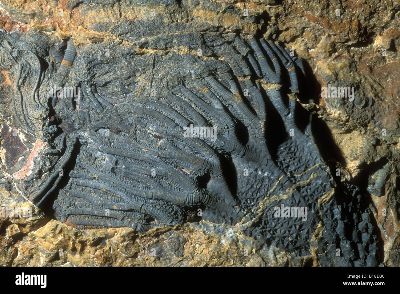 Fossil Crinoid Devonian Period 360 Million years old Scyhocrinus ...