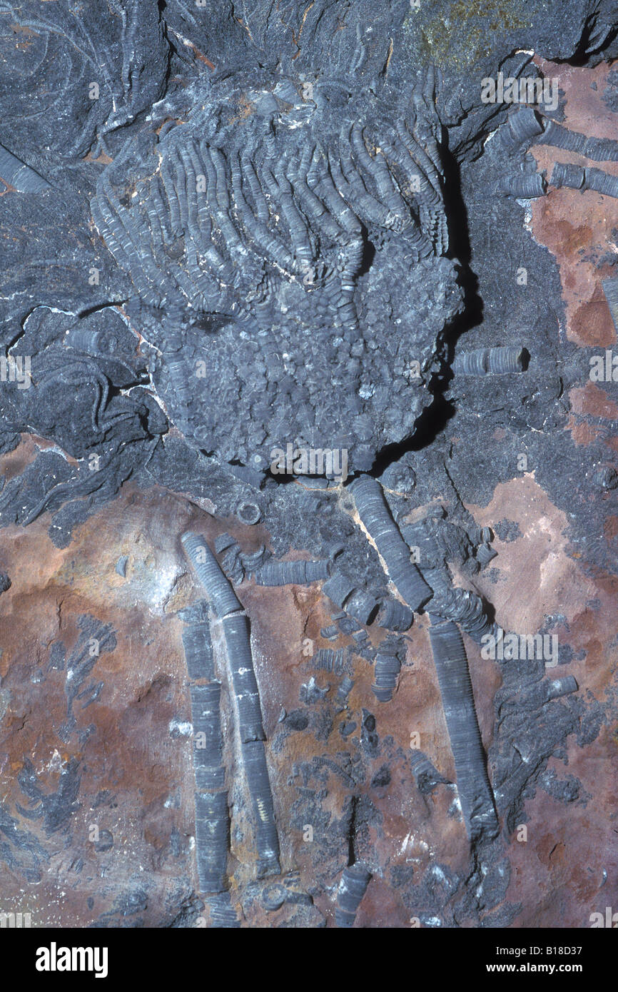 Devonian period fossils hi-res stock photography and images - Alamy