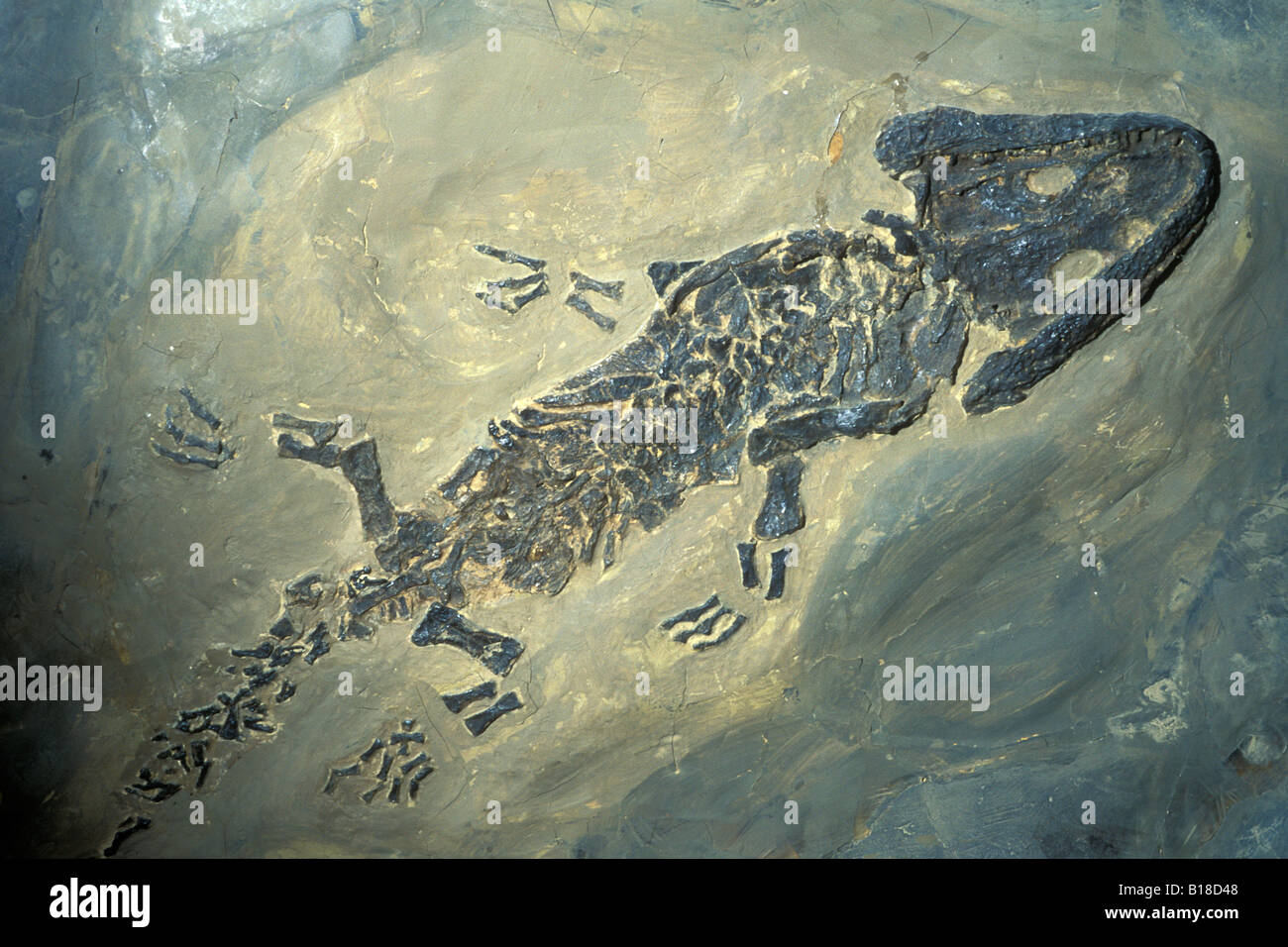 Fossil Amphibian Permian Period Sclerocephalus hauseri Germany Stock ...
