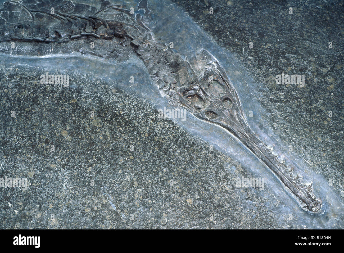 Steneosaurus bollensis hi-res stock photography and images - Alamy
