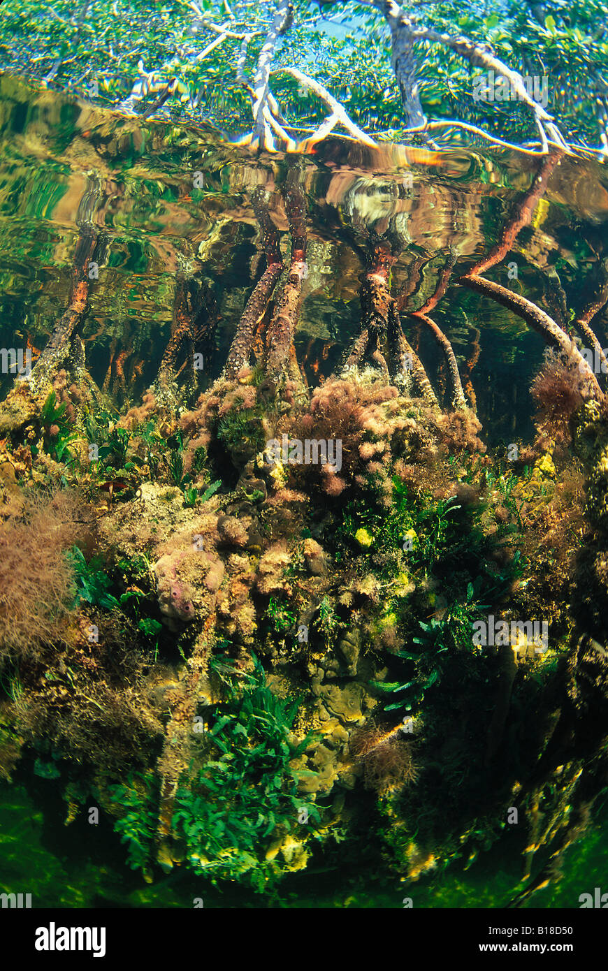 Mangrove trees florida hi-res stock photography and images - Alamy