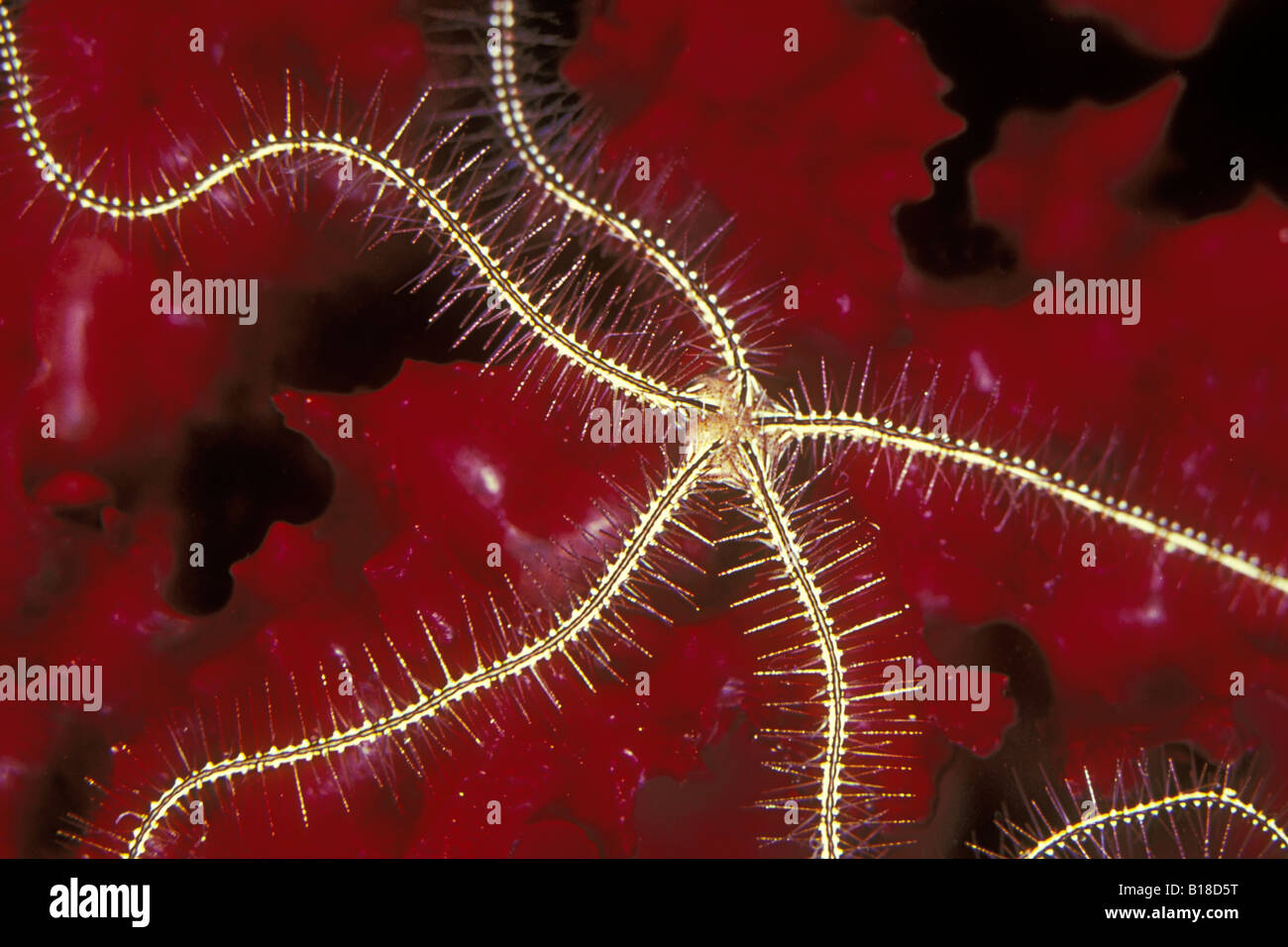 Ophiuroidea hi-res stock photography and images - Alamy